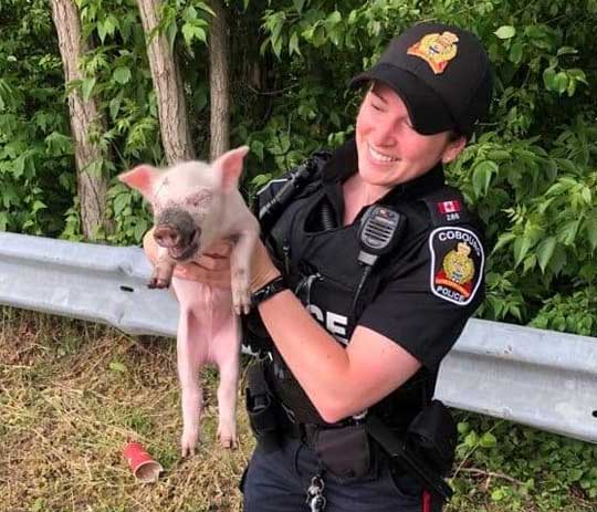 Abandoned Pig Rescued By Police And Other Agencies in Cobourg - Today's ...
