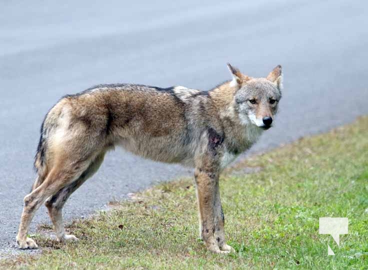 Coyotes Spotted Regularly in Cobourg's East End - Today's ...