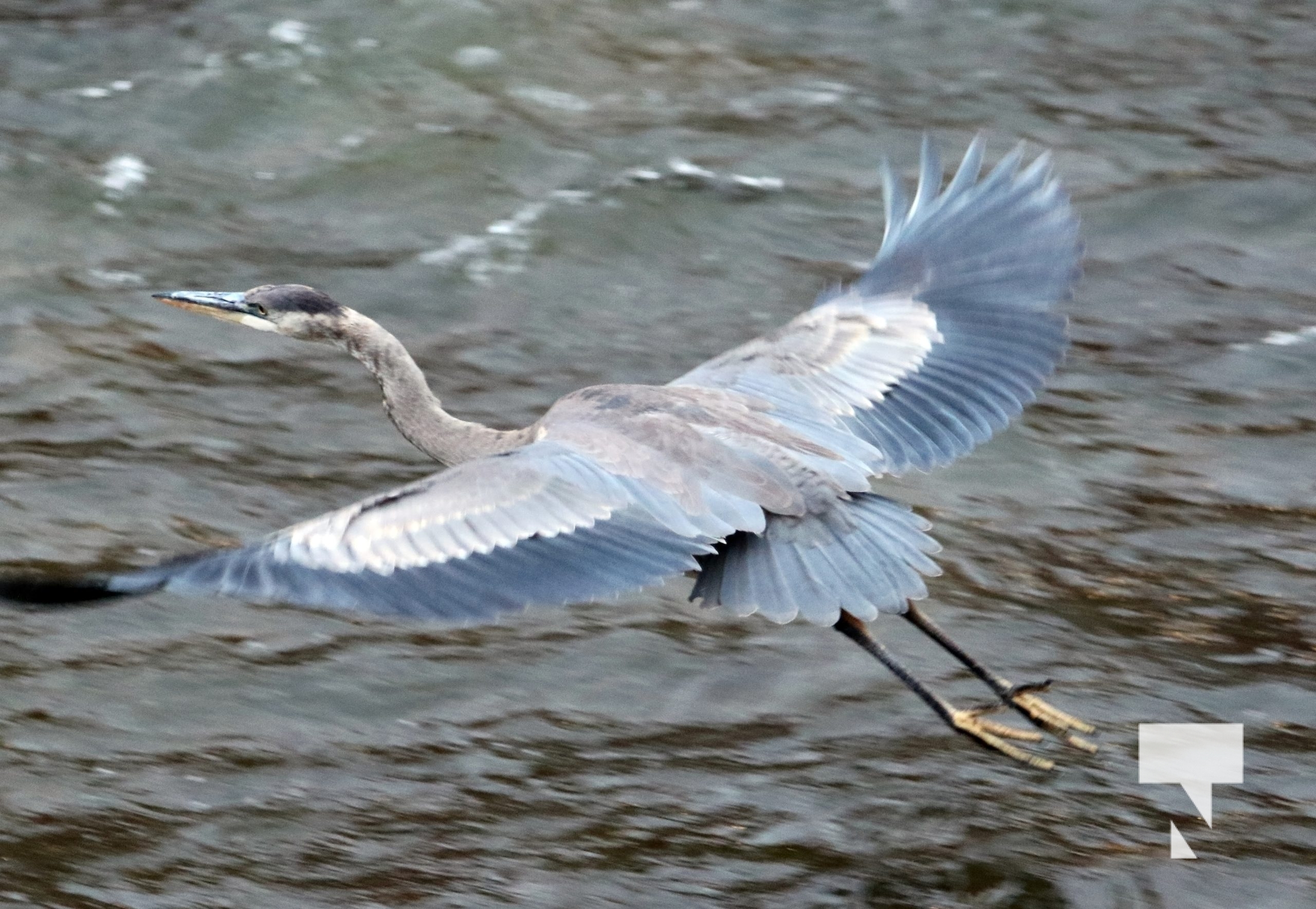 Great Blue Heron Spotted Along Ganaraska River in Port Hope - Today's ...