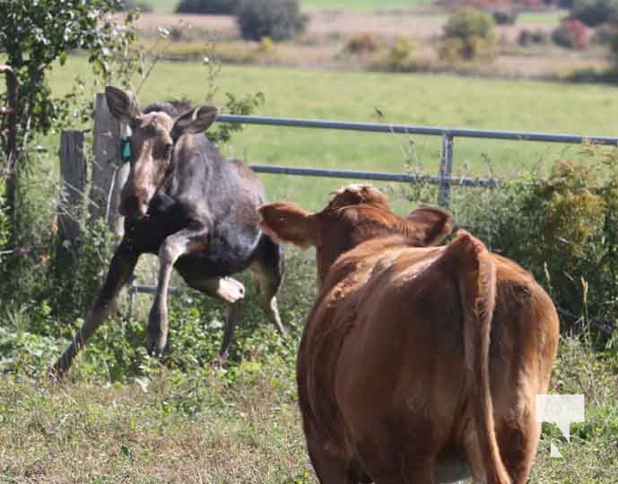 Video - Rare Sight As Moose Takes Over Barnyard in Hamilton Township ...
