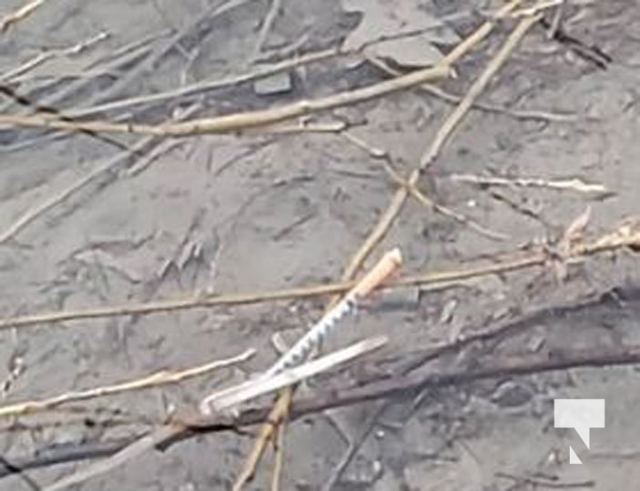 Syrine Rice Lake Bewdley April 6, 2023, 20231428 - Today's Northumberland - Your Source For What ...