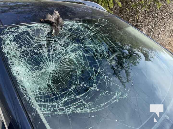 No Serious Injuries After Turkey Slams Into Car Windshield North of ...