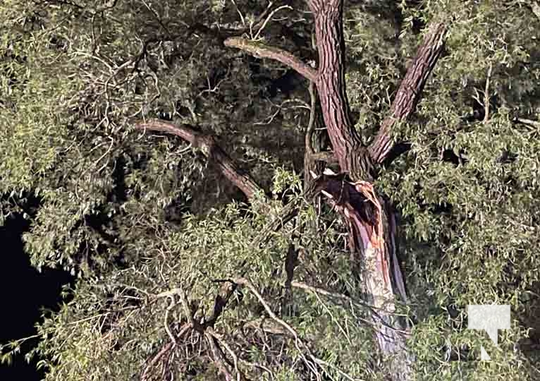 Tree Limb Camper June 12, 2023338 - Today's Northumberland - Your ...
