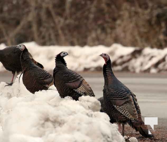 wild turkeys January 28, 2024 329 - Today's Northumberland - Your ...