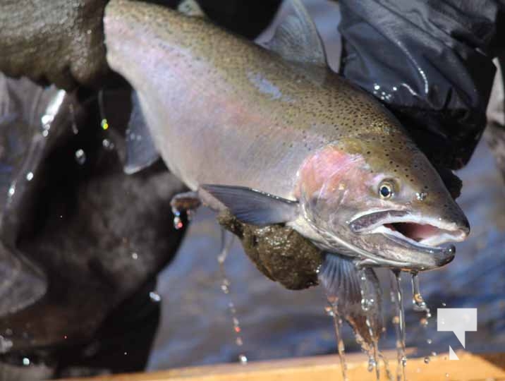 Video - Fish Lift Tradition Carries On in Cobourg - Today's ...