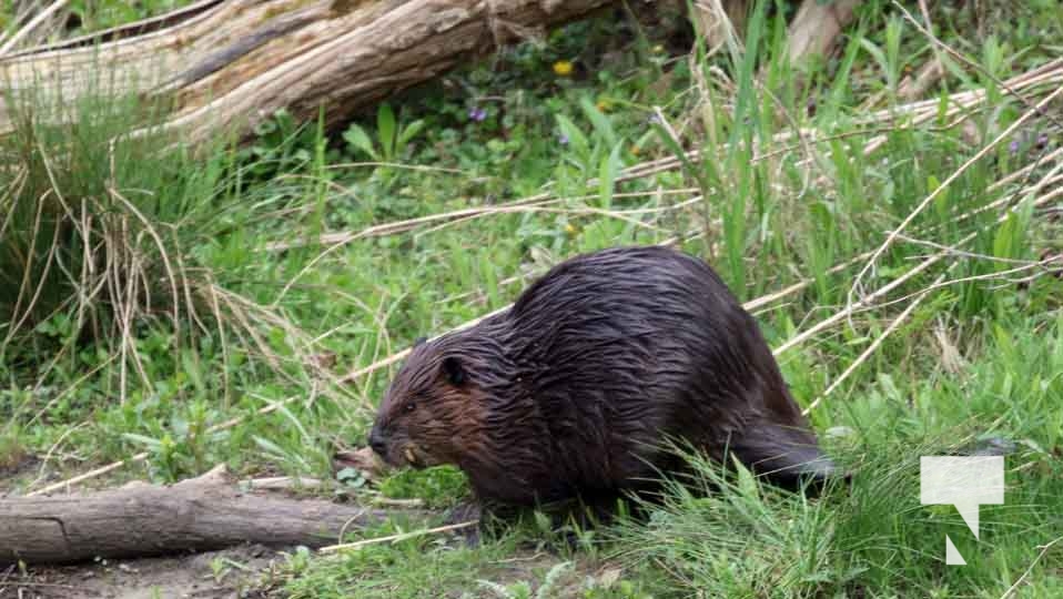 Beaver Peace Park May 16, 2024 2873 - Today's Northumberland - Your ...