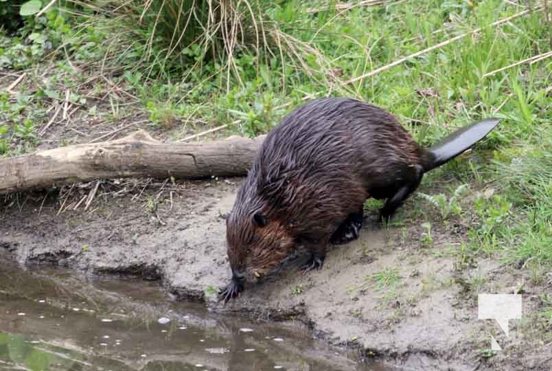 Beaver Peace Park May 16, 2024 2874 - Today's Northumberland - Your ...