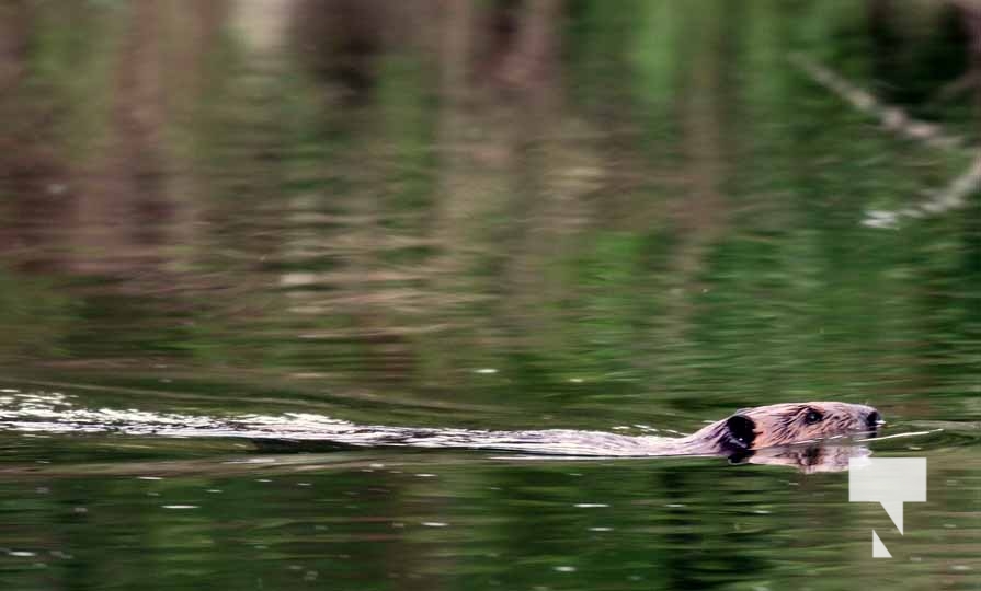 Beaver Peace Park May 16, 2024 2875 - Today's Northumberland - Your ...