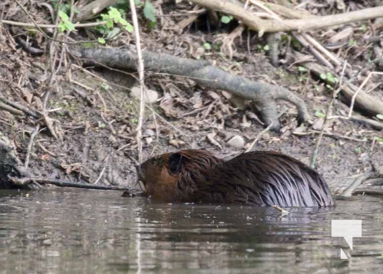 Beaver Peace Park May 16, 2024 2876 - Today's Northumberland - Your ...