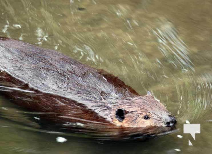 Beaver Peace Park May 16, 2024 2879 - Today's Northumberland - Your ...