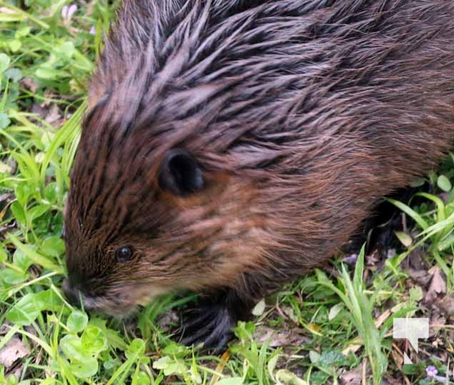 Beaver Peace Park May 16, 2024 2882 - Today's Northumberland - Your ...