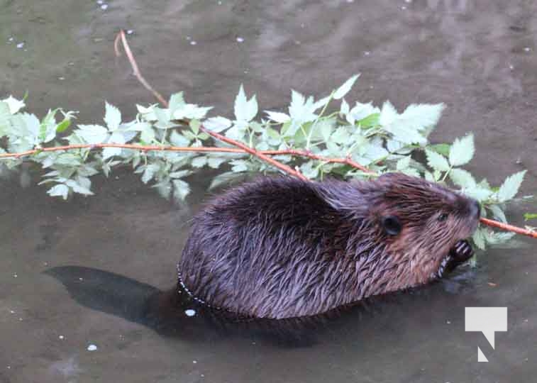 Video - Another Beautiful Evening in Peace Park - Today's ...