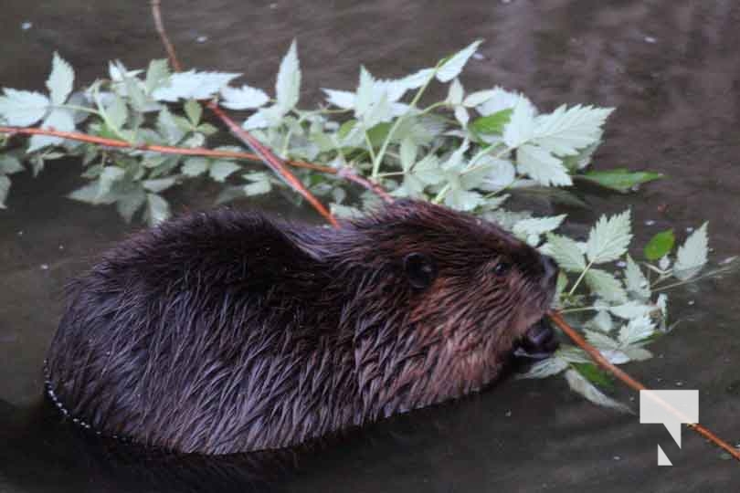 Beaver Peace Park May 19, 2024 0092 - Today's Northumberland - Your ...