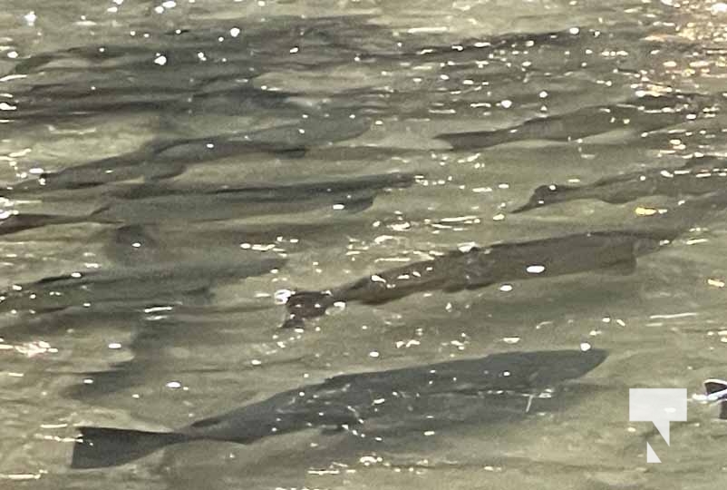 Video - Anglers Still Enjoying the Salmon Run in Cobourg and Port Hope ...