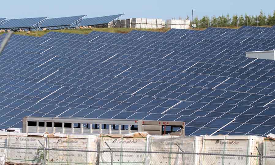 solar farm sheep hamilton township August 23, 2024 0254 - Today's ...