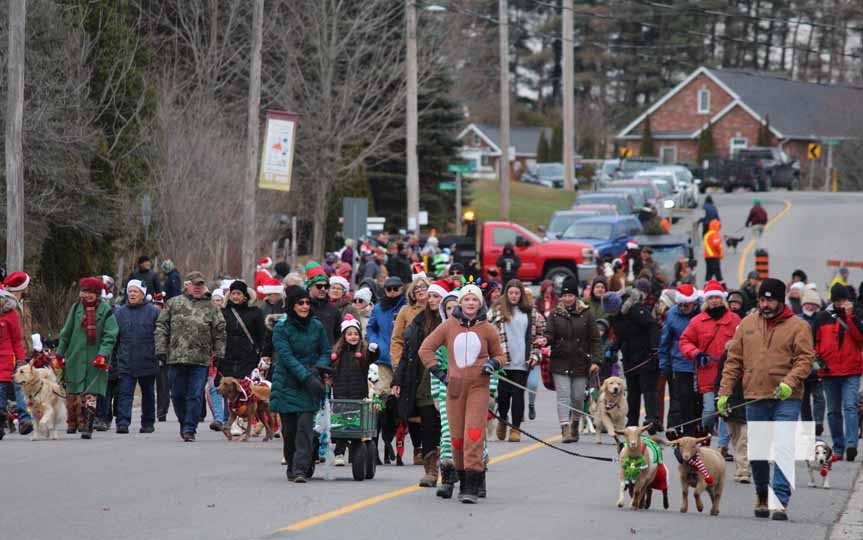 Video - Animals Take Over the Streets of Castleton in the Annual Santa ...