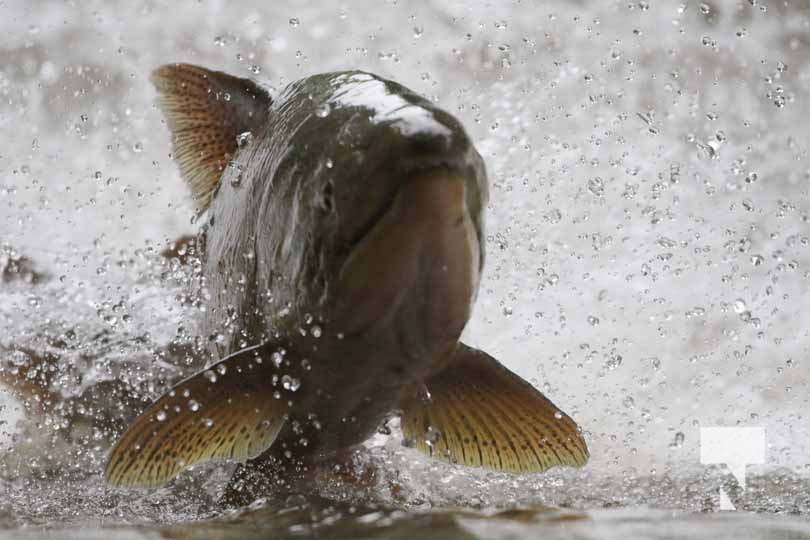 Video - Photo Gallery - Salmon Run in Full Swing Locally - Today's ...