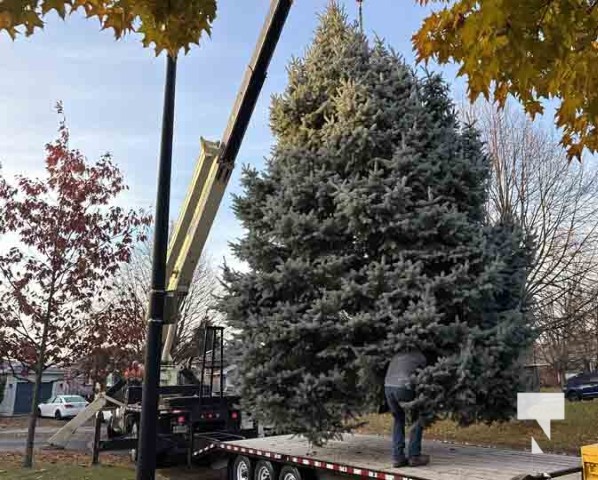November 14, 2025 Christmas Magic trees 2653 - Today's Northumberland ...