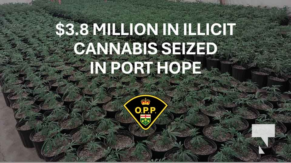January 9, 2026 OPP Marijuana Pot4233 - Today's Northumberland - Your ...