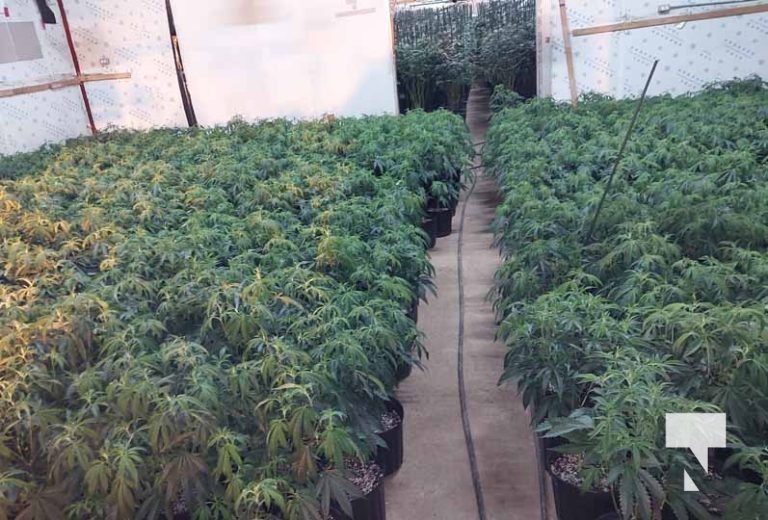 January 9, 2026 OPP Marijuana Pot4236 - Today's Northumberland - Your ...