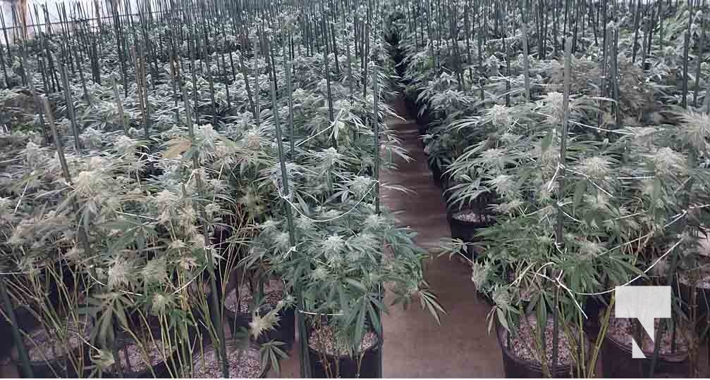 January 9, 2026 OPP Marijuana Pot4237 - Today's Northumberland - Your ...